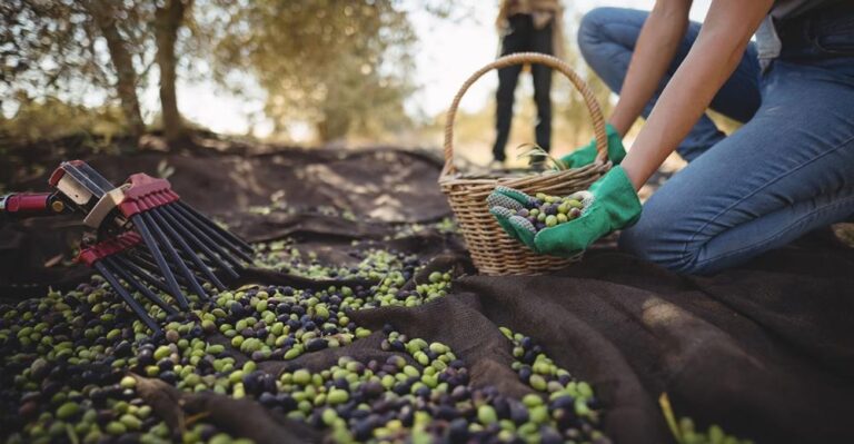 Come vengono raccolte le olive? - Bardoleat
